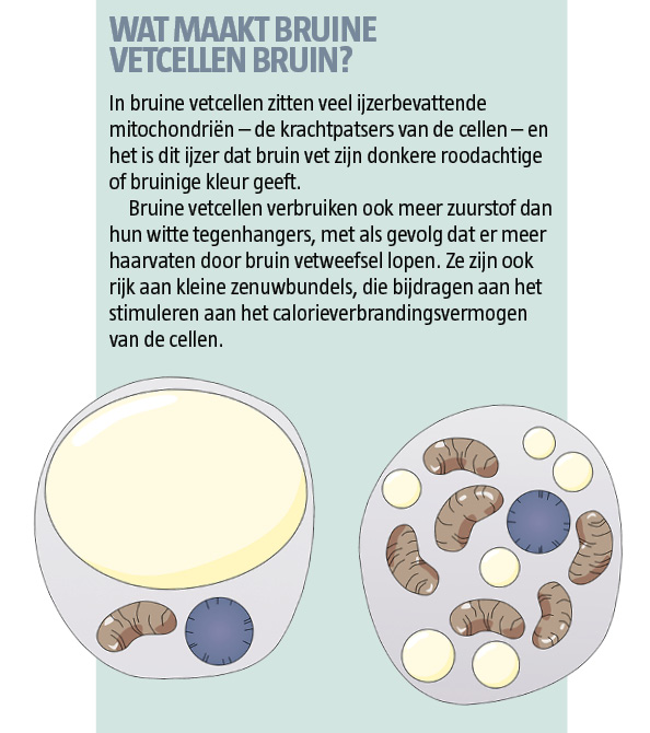 Het lichaamsvet dat je kan helpen af te vallen - Medisch Dossier